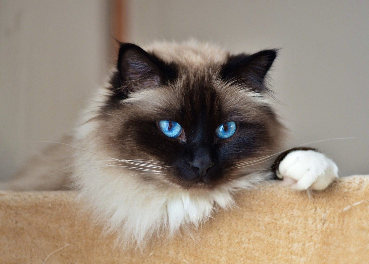 Katzenrassen – Rasseportrait Heilige Birma Katze – mein-Tiershop.de