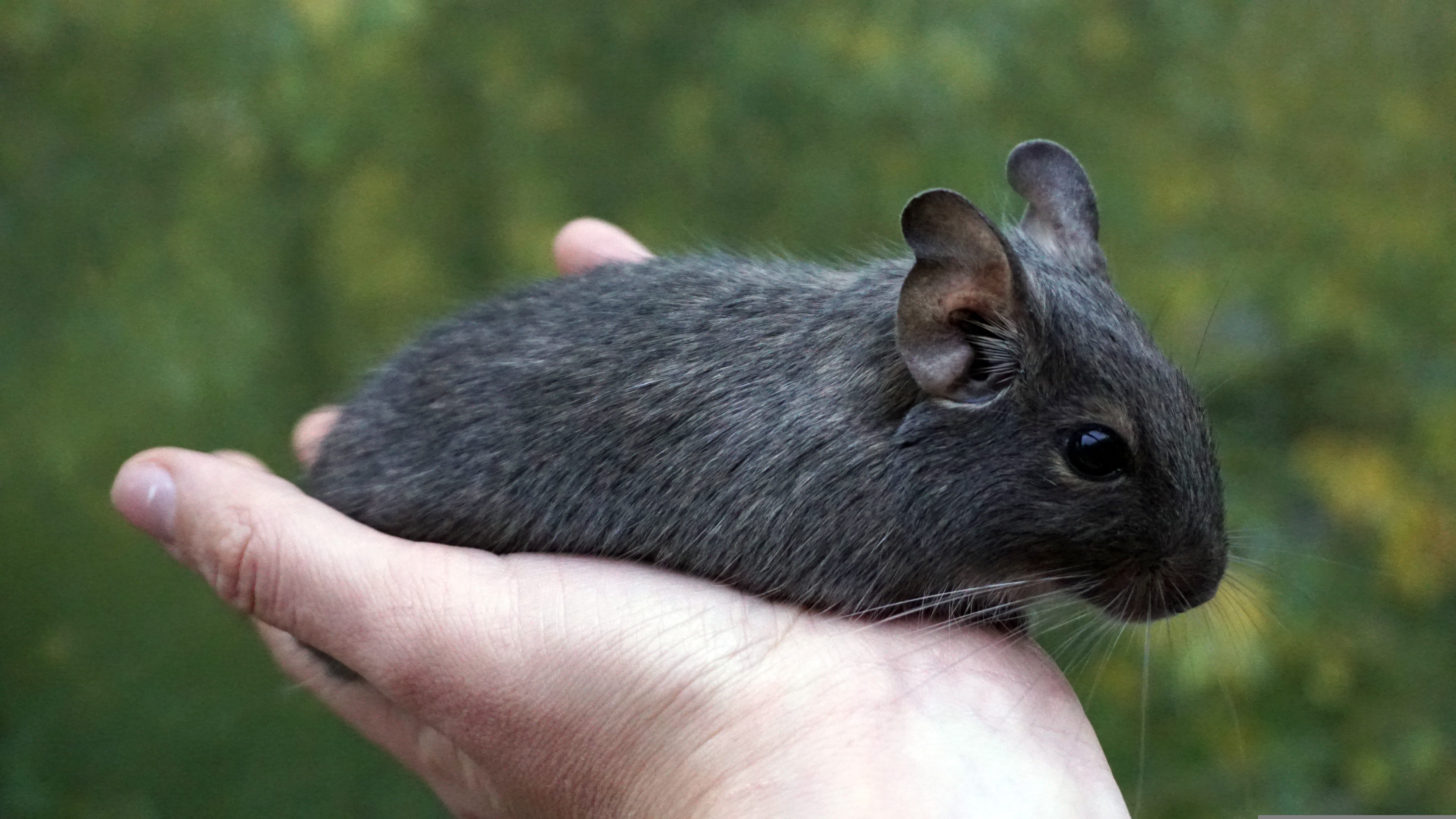 Degu-Haltung: Käfig, Ernährung & Sozialverhalten – mein-Tiershop.de