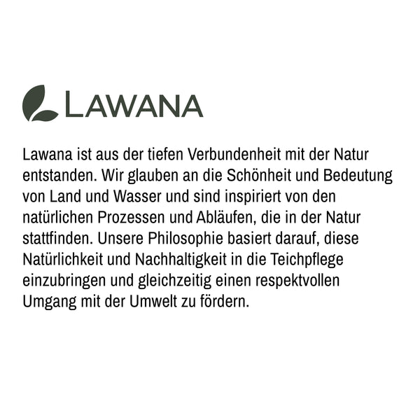 Lawana Seerose Nymphaea Fabiola Rosa - in Kokosfasern vorgewachsene ...